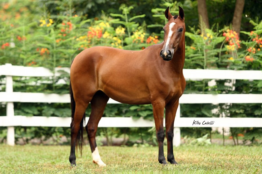 Fazenda Pavão | Linhagem 53